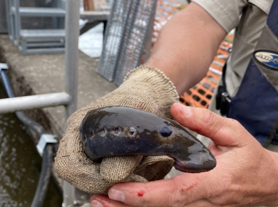 At Winchester Dam, Every Pacific Lamprey Counts - Cow Creek Band of ...