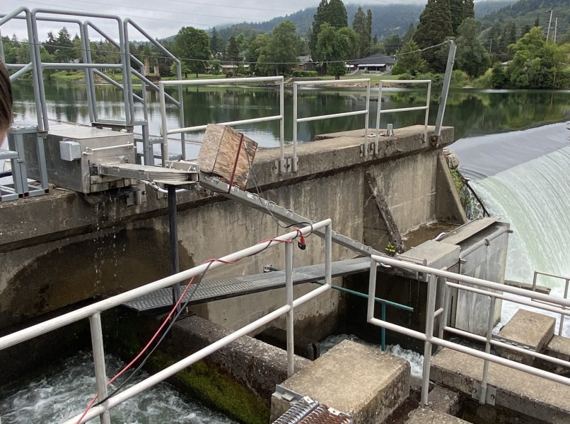 At Winchester Dam, Every Pacific Lamprey Counts - Cow Creek Band of ...