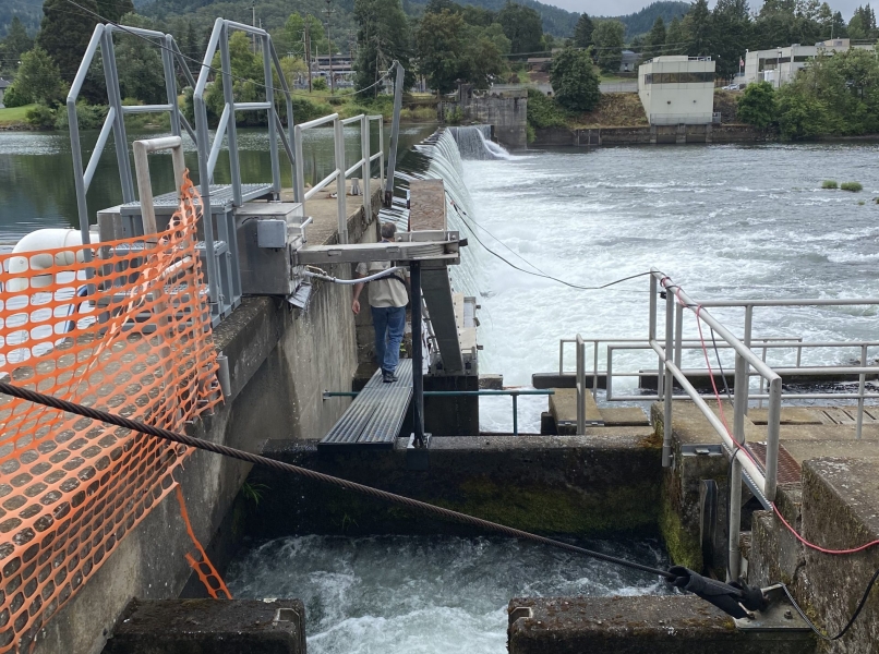 At Winchester Dam, Every Pacific Lamprey Counts - Cow Creek Band of ...