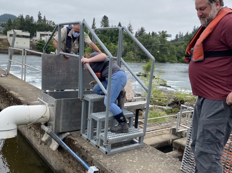 At Winchester Dam, Every Pacific Lamprey Counts - Cow Creek Band of ...